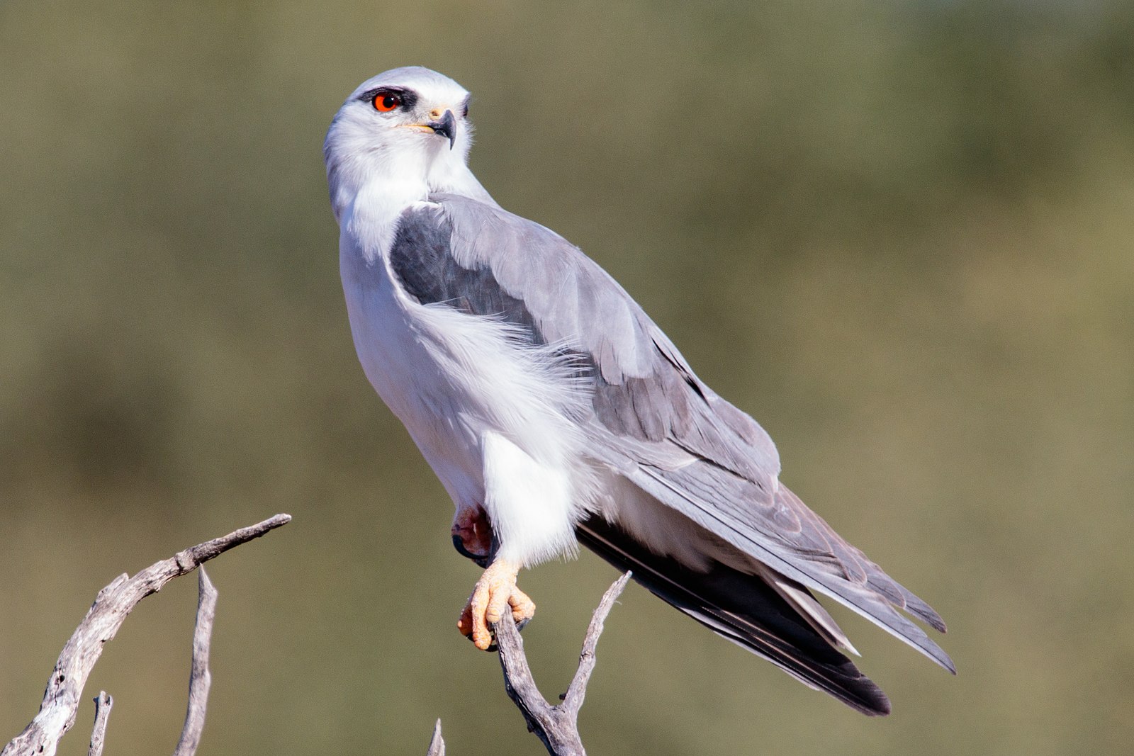 Black-winged kite - Ara Lleida