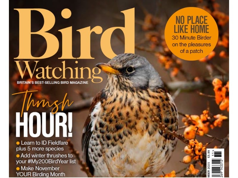 Era ornitologia deth Pirenèu e es Tèrres de Lhèida, en Bird Watching ...